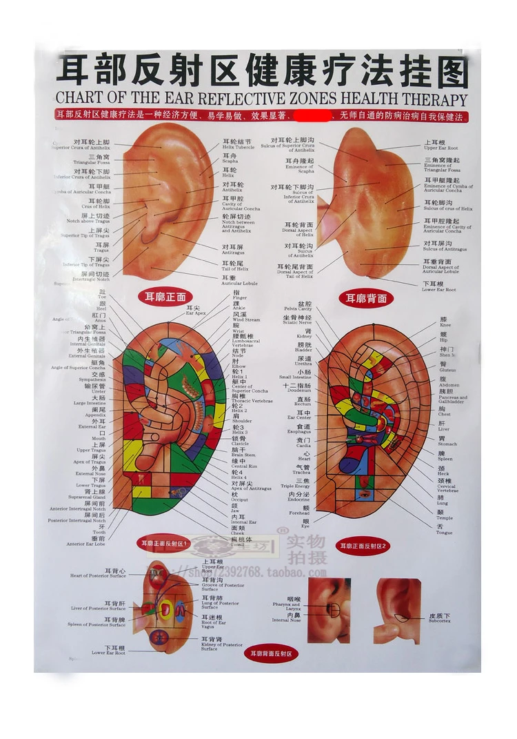 7Pcs English Hand Foot Ear body reflective zones meridian points human ...