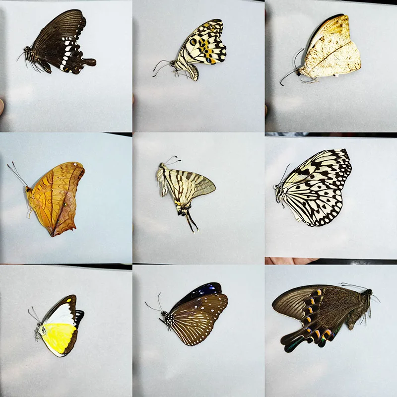 Multiple-Butterflies-Real-Butterfly-Specimen-Kit-for-Home-Decoration ...