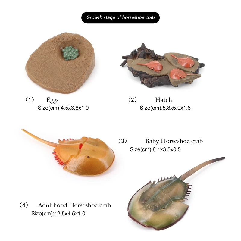 Horseshoe Crab History Timeline at Roderick Wilkerson blog