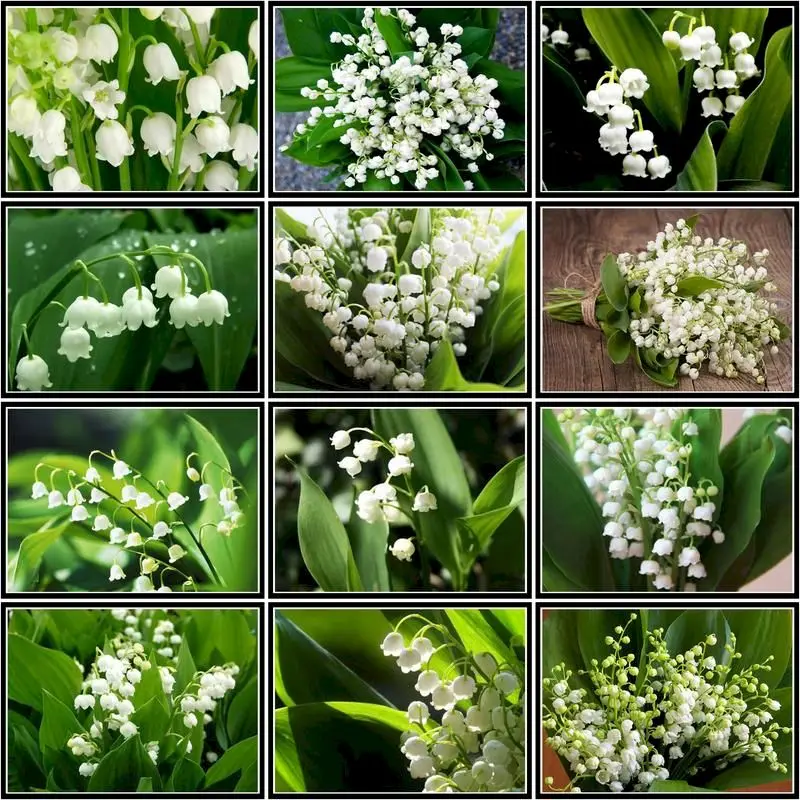 Jasmine Flower Painting