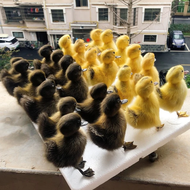 Real Baby Ducks