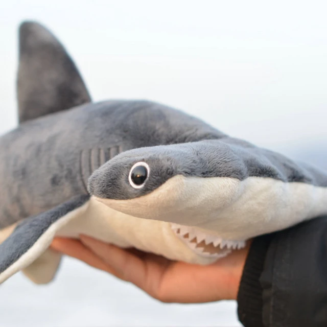 Cute Baby Hammerhead Sharks