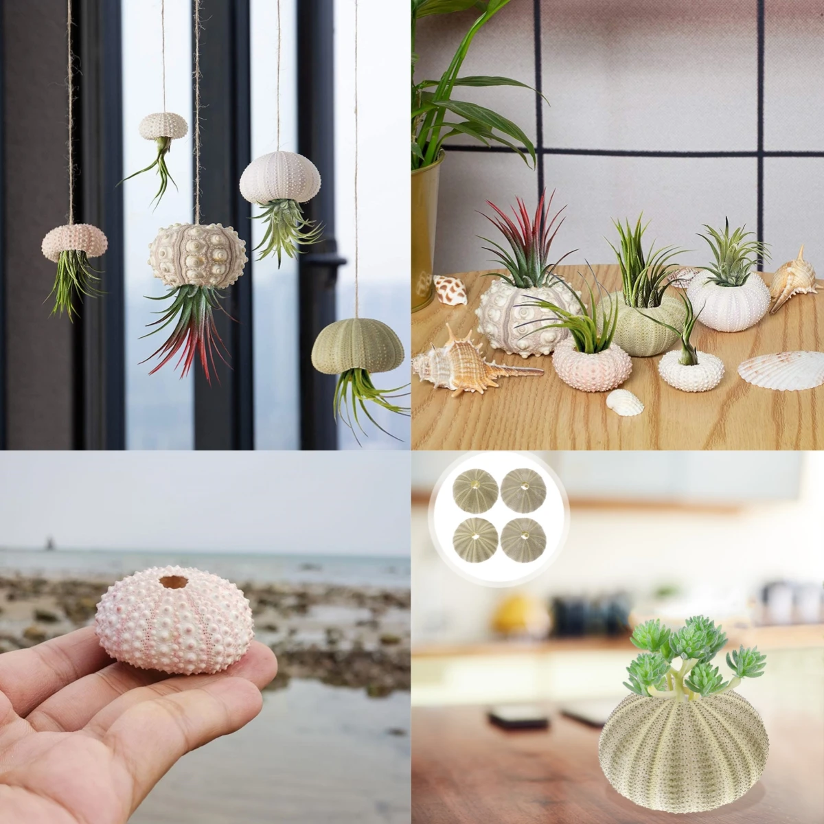 Concha-de-erizos-de-mar-verde-Natural-4-5cm-Concha-Tillandsia-planta-en ...