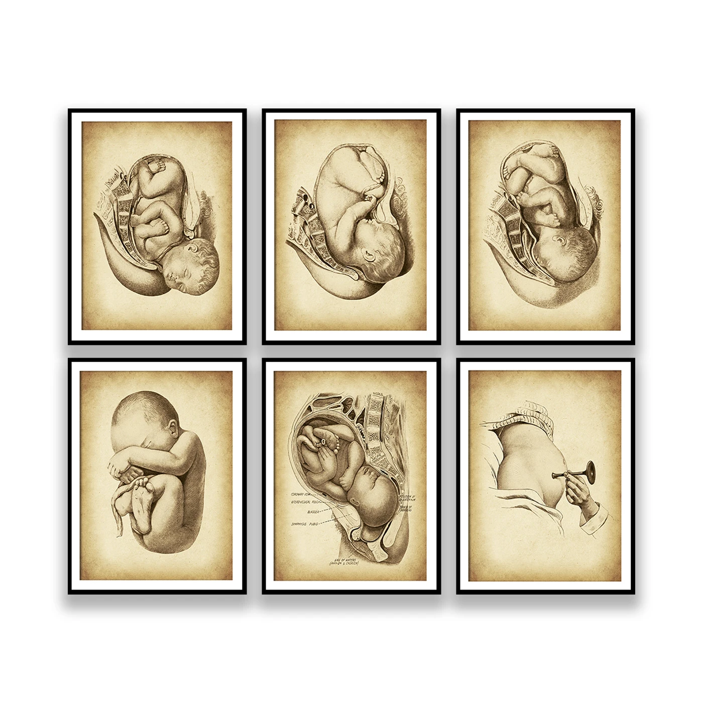 Fetus Development Drawing