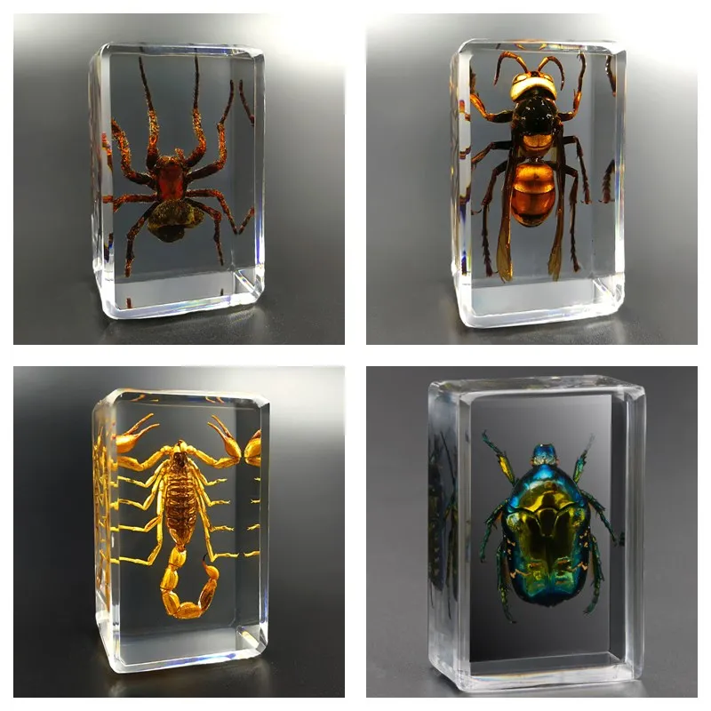 Real-Insect-Specimen-Scorpion-Spider-Wasp-Beetle-Transparent-Resin ...