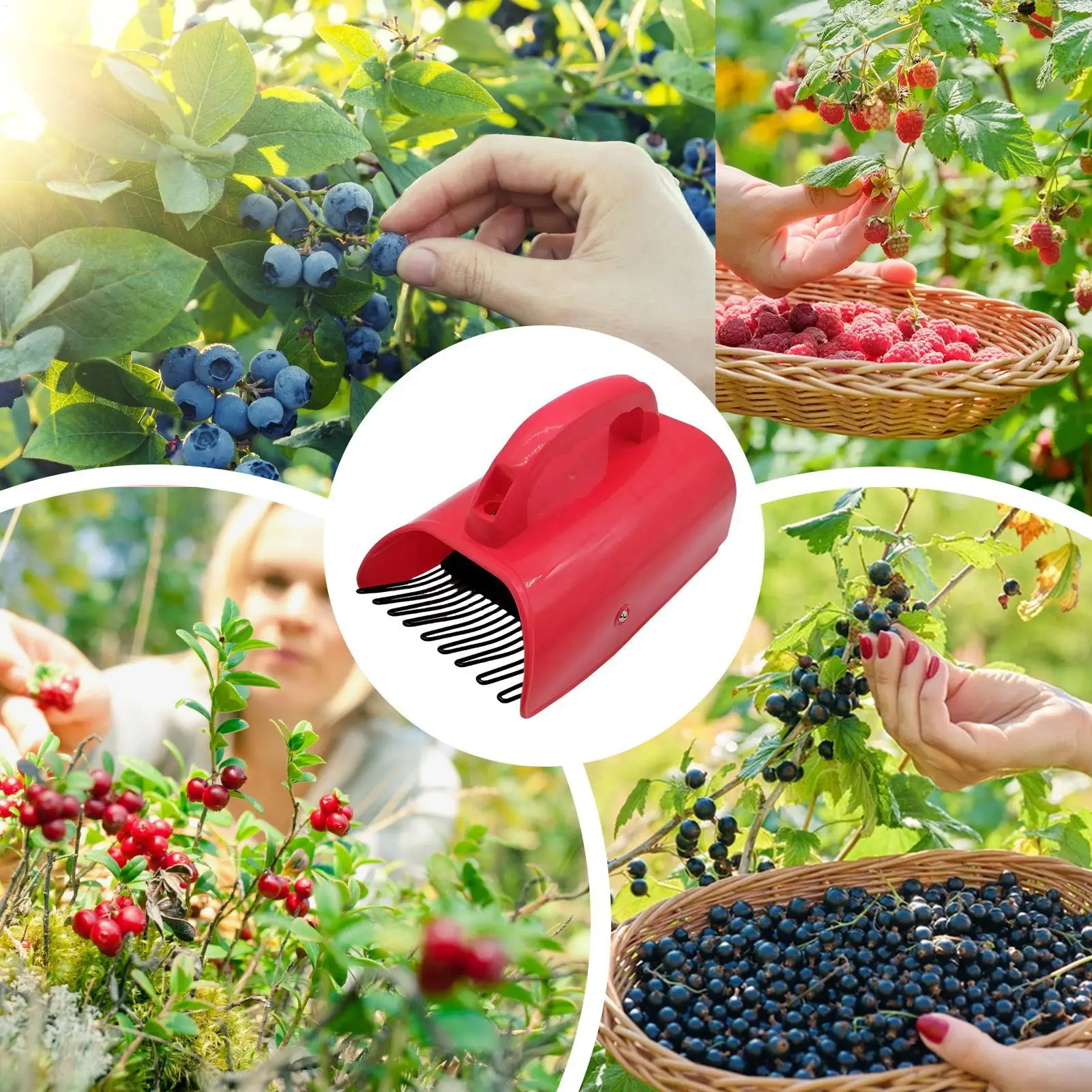 The Best Berry Picker Tools for Effortless Harvesting — Real-World ...