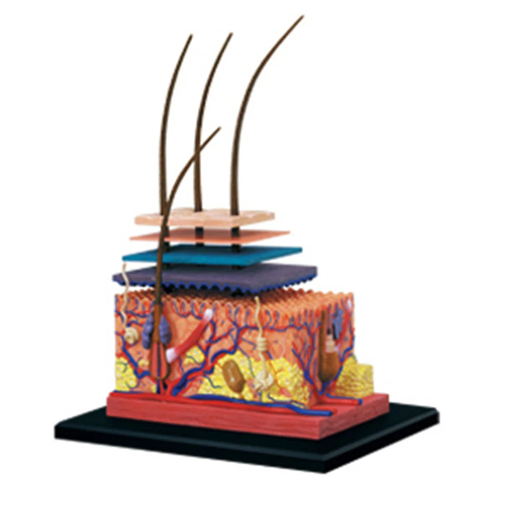 4D-Human-Skin-Model-Hair-Organs-Assembling-Puzzle-Model-Teaching-Model ...