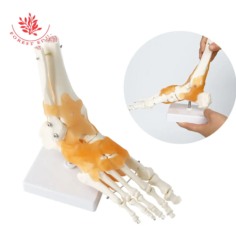 Foot-Joint-Model-with-Ligaments-Foot-and-Ankle-Model-FRT027-Foot ...