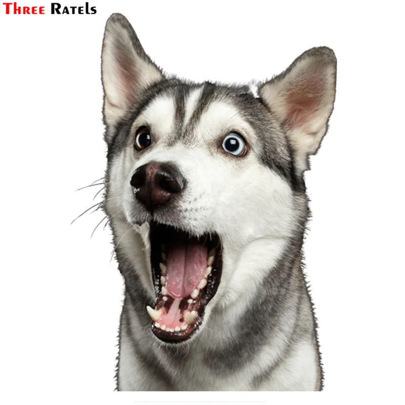 Angry Husky Puppy Meme