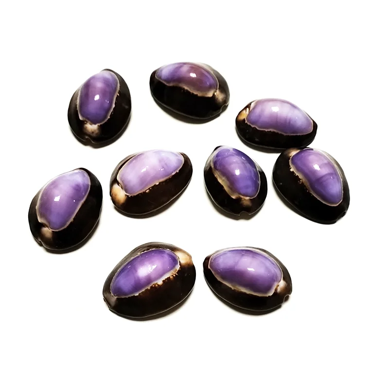 10-Pcs-Purple-Top-Cowrie-Shells-Natural-Purple-Caput-Seashell-Conch ...