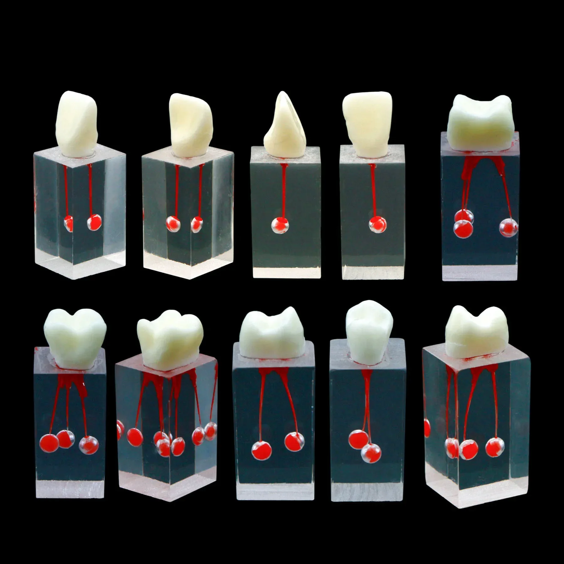 1pc-Dental-Root-Canal-Tooth-Model-Teeth-Endodontic-Pulp-Cavity-RCT-Demo ...
