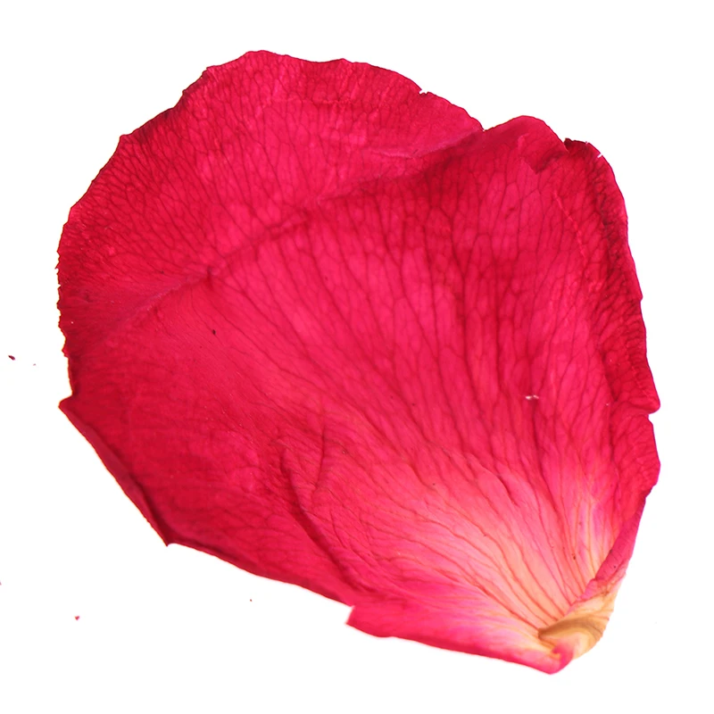 Single Flower Petal Texture