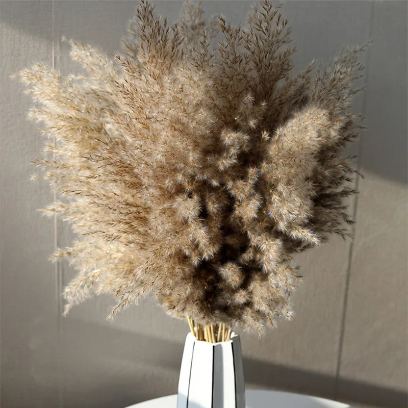 Natural-Little-Reeds-Dried-Flowers-Exploding-Heads-Dusting-Puwei ...