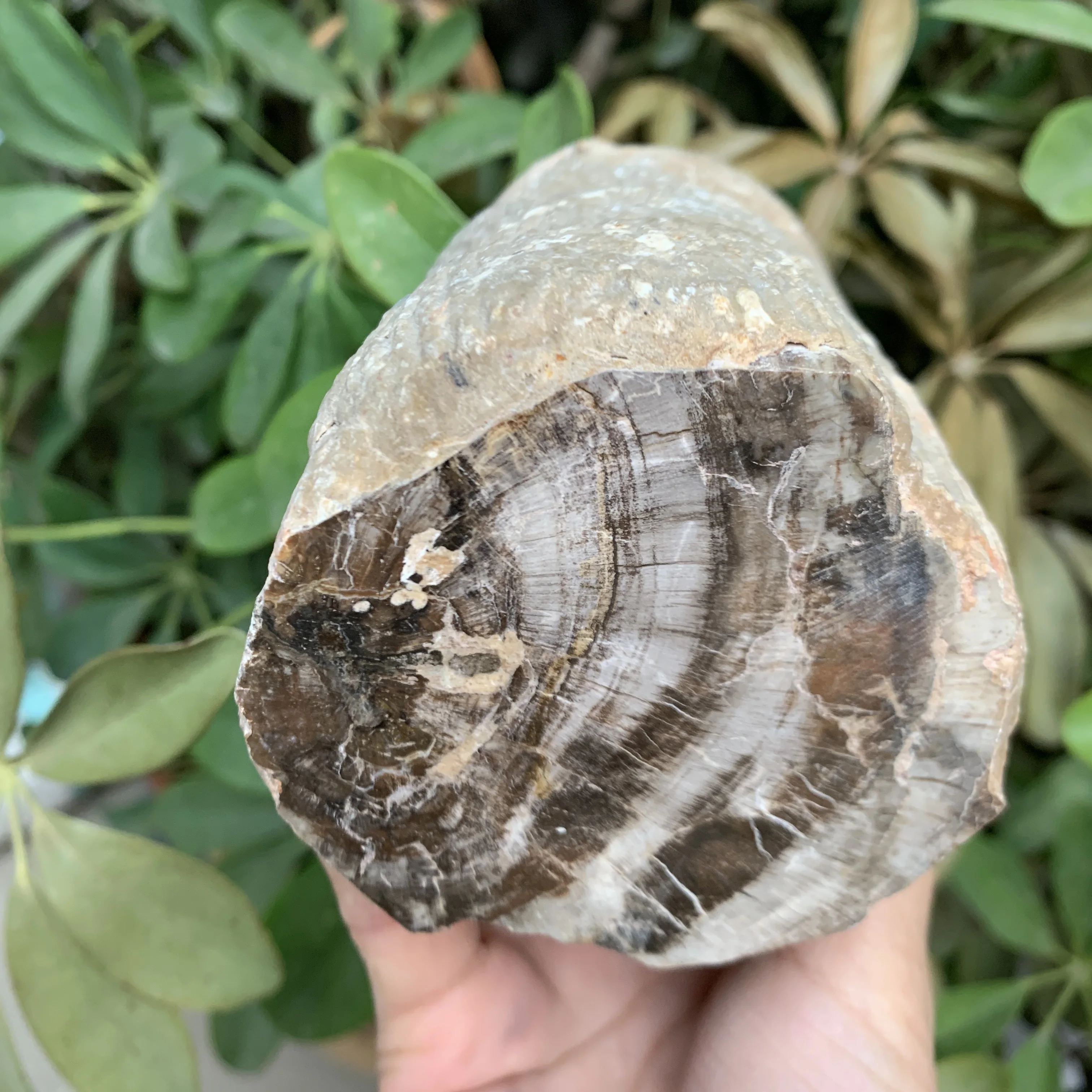 Petrified Wood Stone