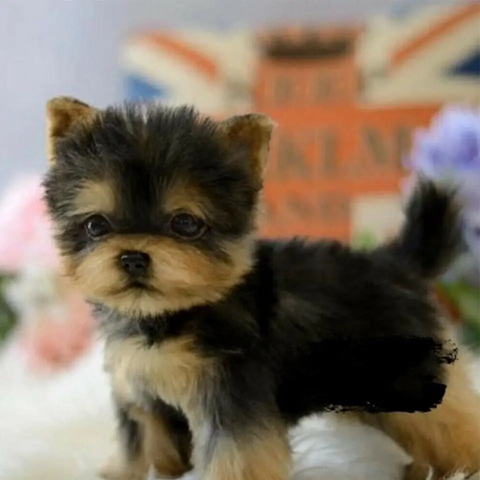 Newborn Teacup Yorkie Puppies