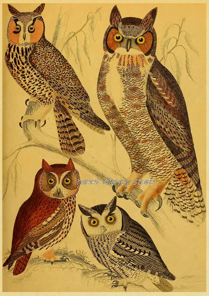 Owl Chart Poster | AliExpress Business