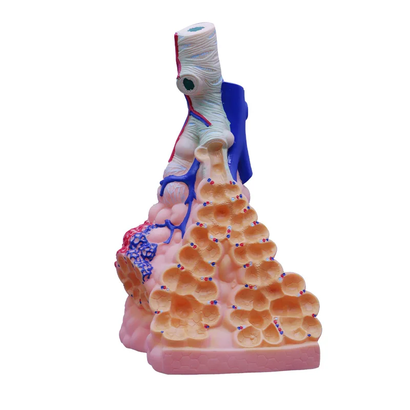 Enlarged-human-alveolar-model-lung-Anatomical-Medical-Model-Pulmonary ...