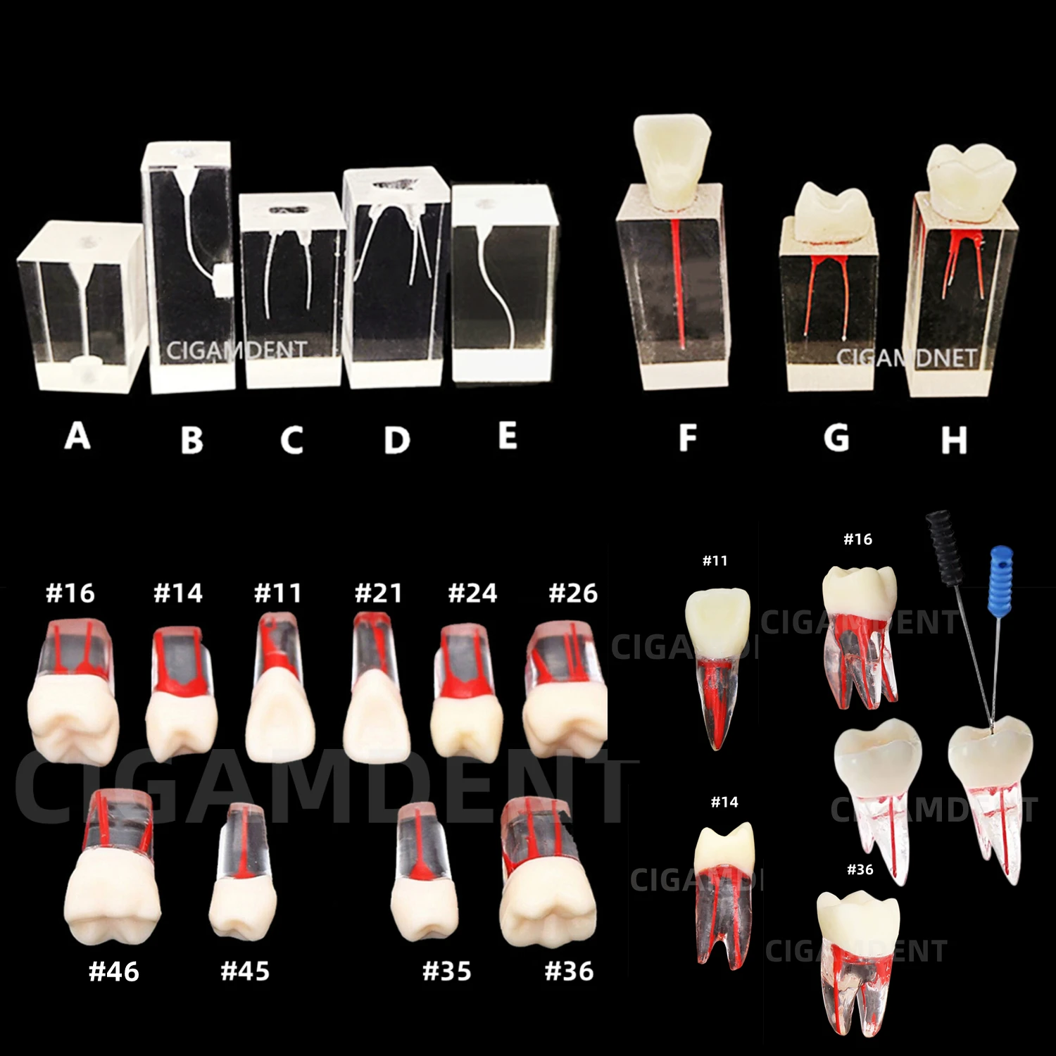 Dental-Model-Endodontic-Root-Canal-Block-Practice-Teeth-Pulp-Cavity ...