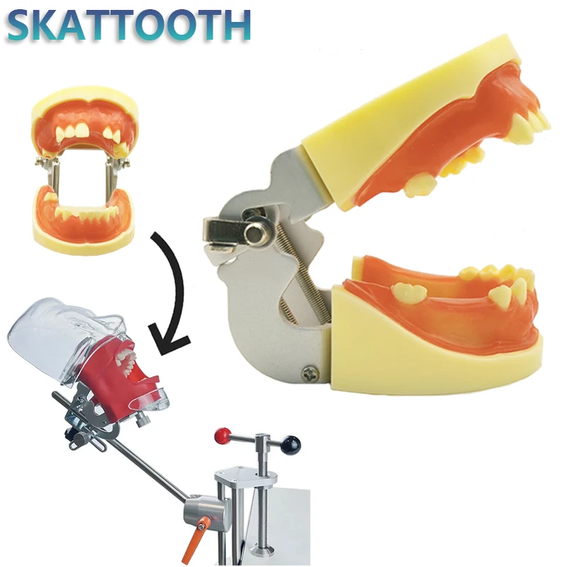 Dental-Implant-Practice-Model-Installed-on-Dental-Simulator-Phantom ...