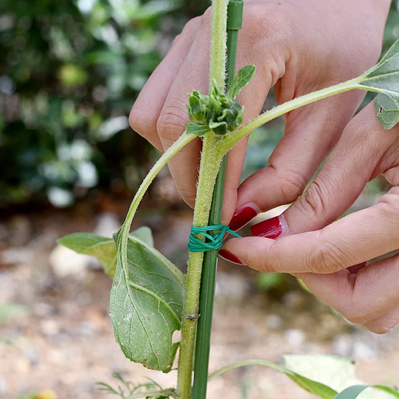 Tuteur - lien - attache,Fil torsadé de vigne pour plante verte ...