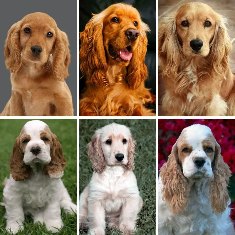 DIY-5D-Diamond-Painting-By-Number-Kits-English-Cocker-Spaniel-Dog ...