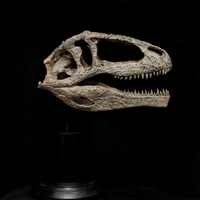Yangchuanosaurus Skull