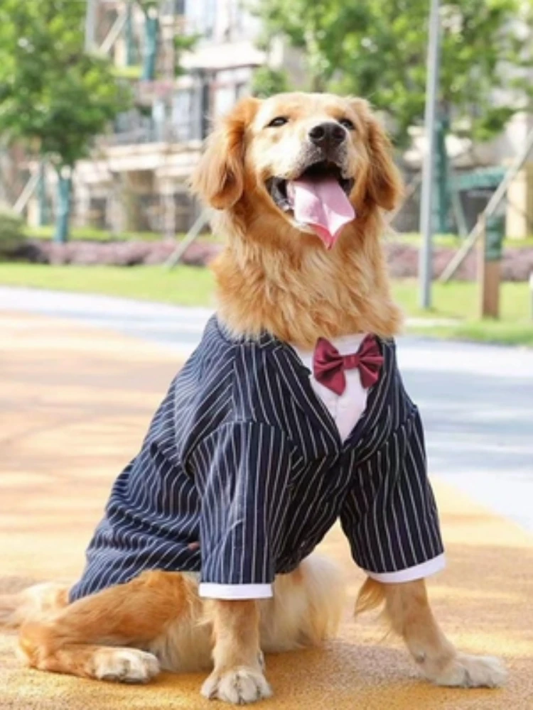 Big-Dog-Suit-Dress-Dog-Wedding-Suit-Golden-Hair-Husky-Labrador-Big-Dog ...