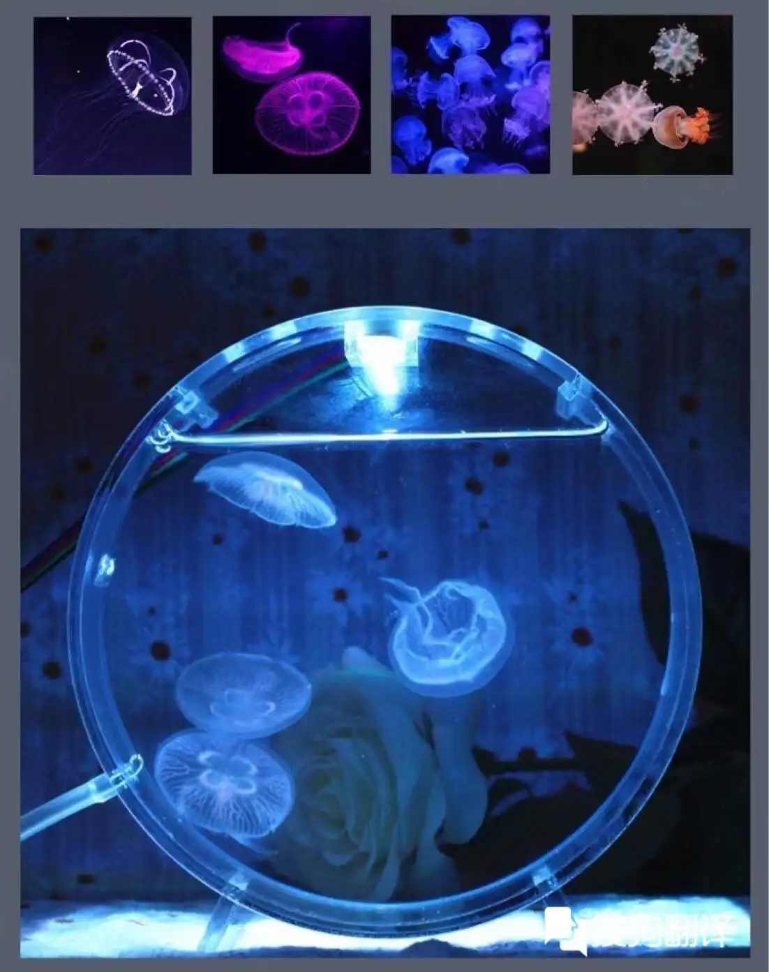 Jellyfish Aquarium