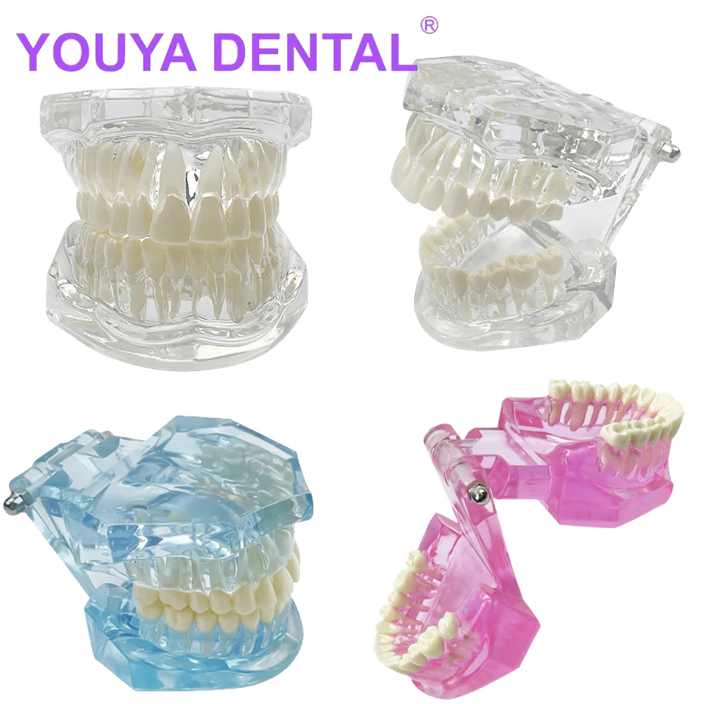 1Pcs-Clear-Normal-Teeth-Model-Dental-Teaching-Model-Adult-Teeth-Model ...