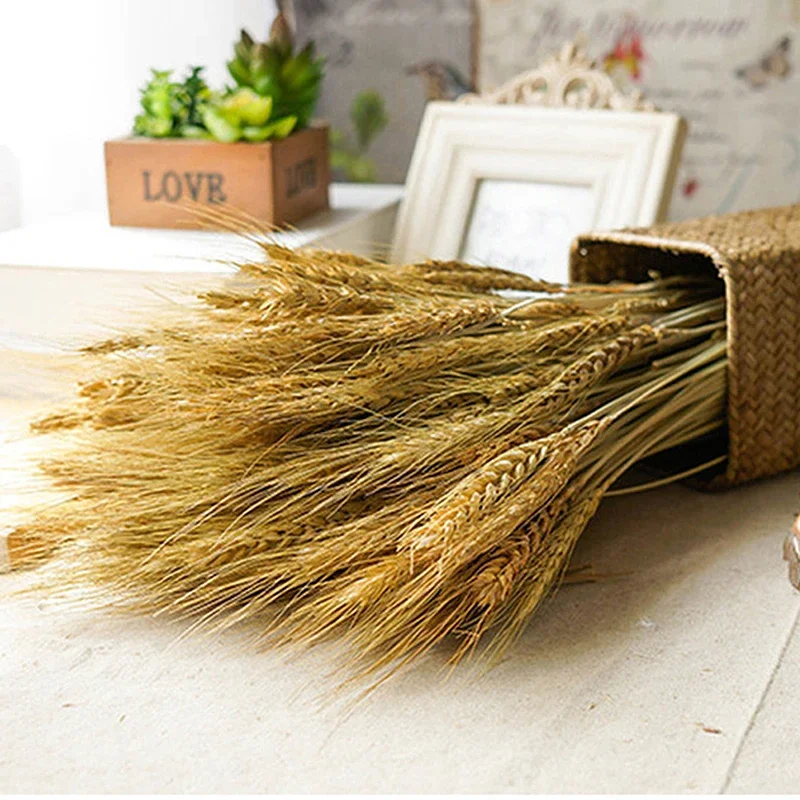 50pcs-Natural-Dried-Wheat-Grass-Real-Autumn-Plants-Artificial-Wheat ...
