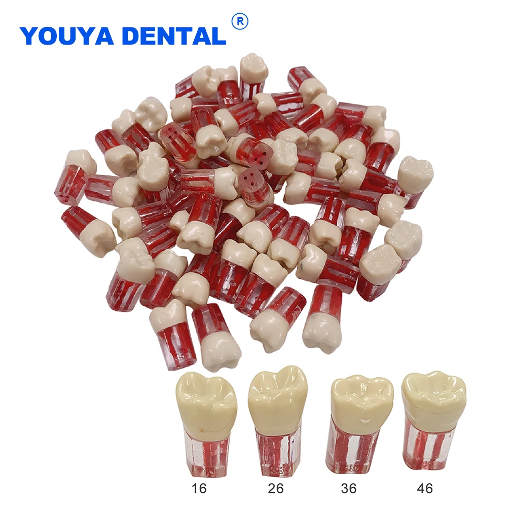 Resin-Tooth-Model-Endodontics-Root-Canal-Teeth-Dentistry-RCT-Students ...
