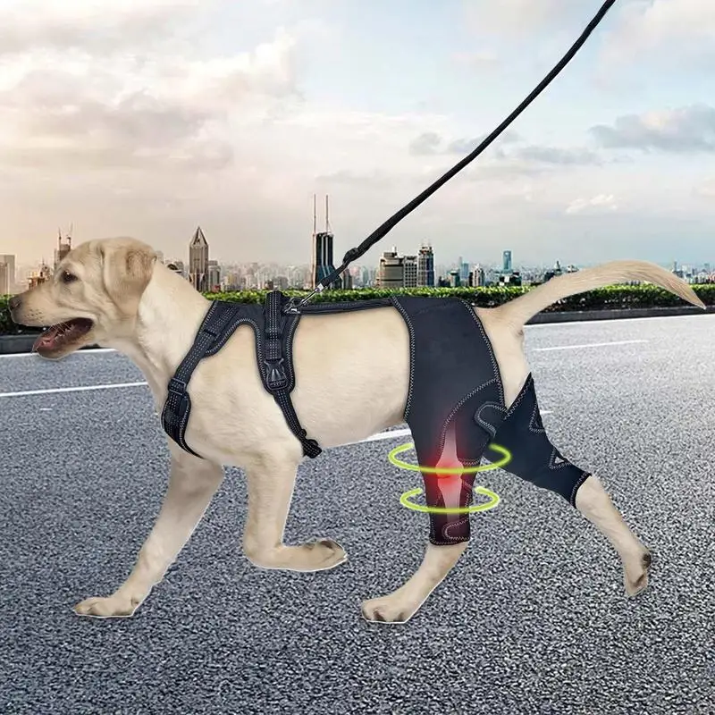 Dog Leg Brace Review: Real-World Solutions for Pets with Hind Limb ...