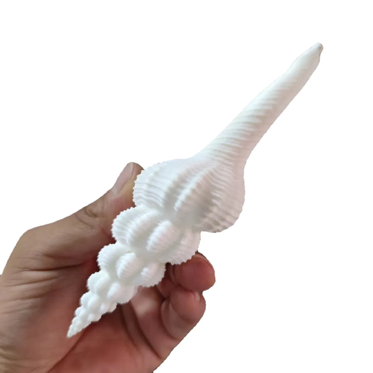 13-21cm-Salisbury-s-Spindle-Large-Natural-Conch-Shells-Big-Seashells ...