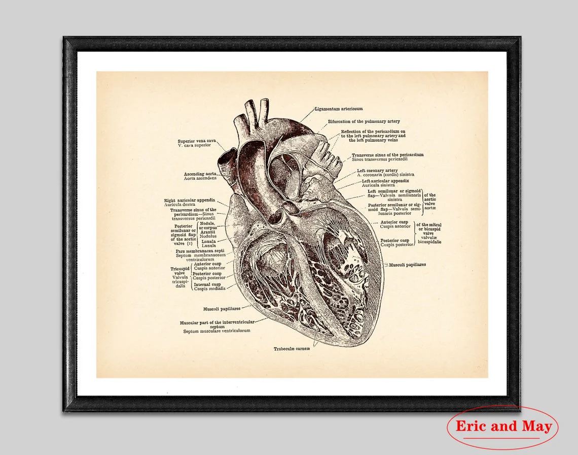 Vintage Heart Medical Illustration