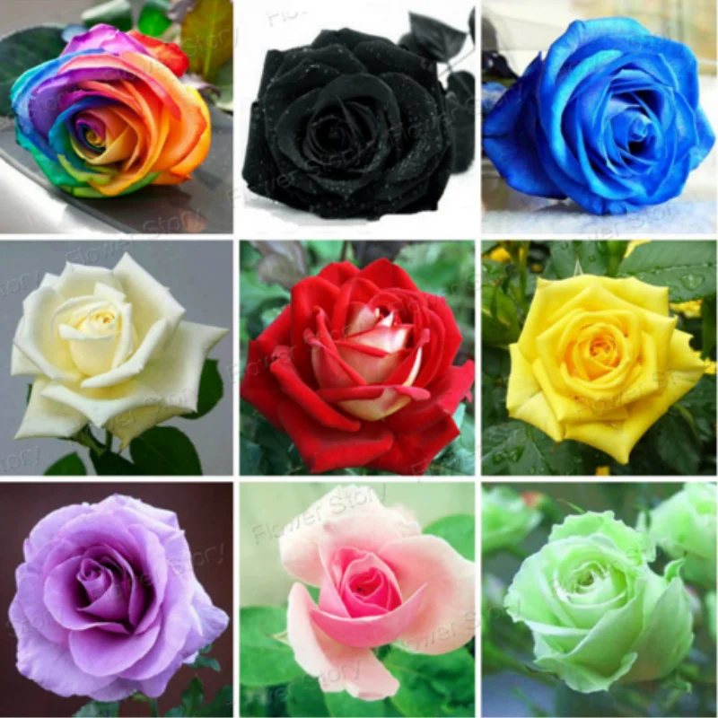 25 kinds of mix rose flower seeds – Gardening Galore