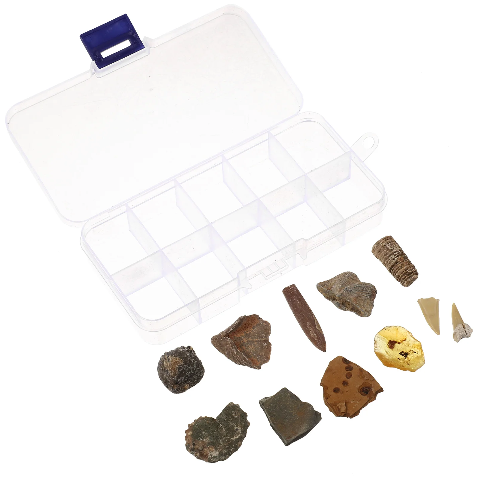 Specimen-Teaching-Kit-Model-Orthoceras-Collection-Paleontology ...