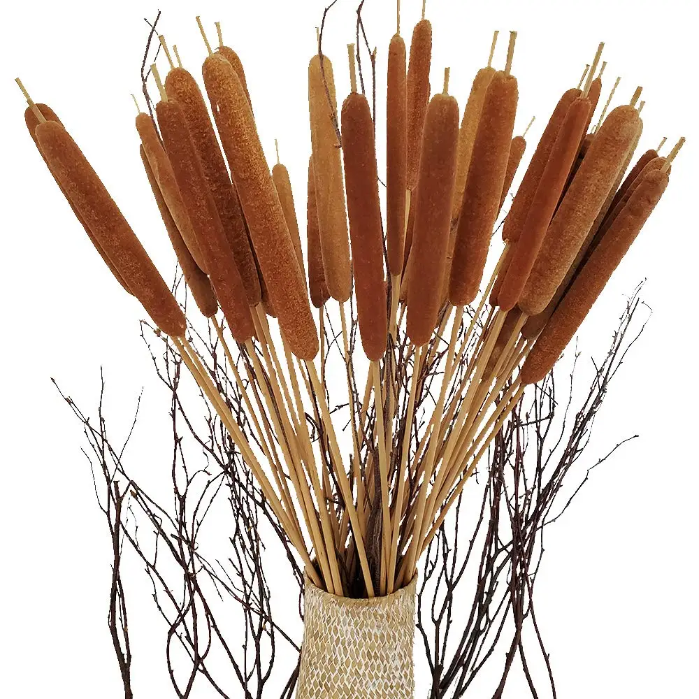 20Pcs Dried Natural Cattails Jumbo DIY Bouquet Gift Pampas Grass for ...