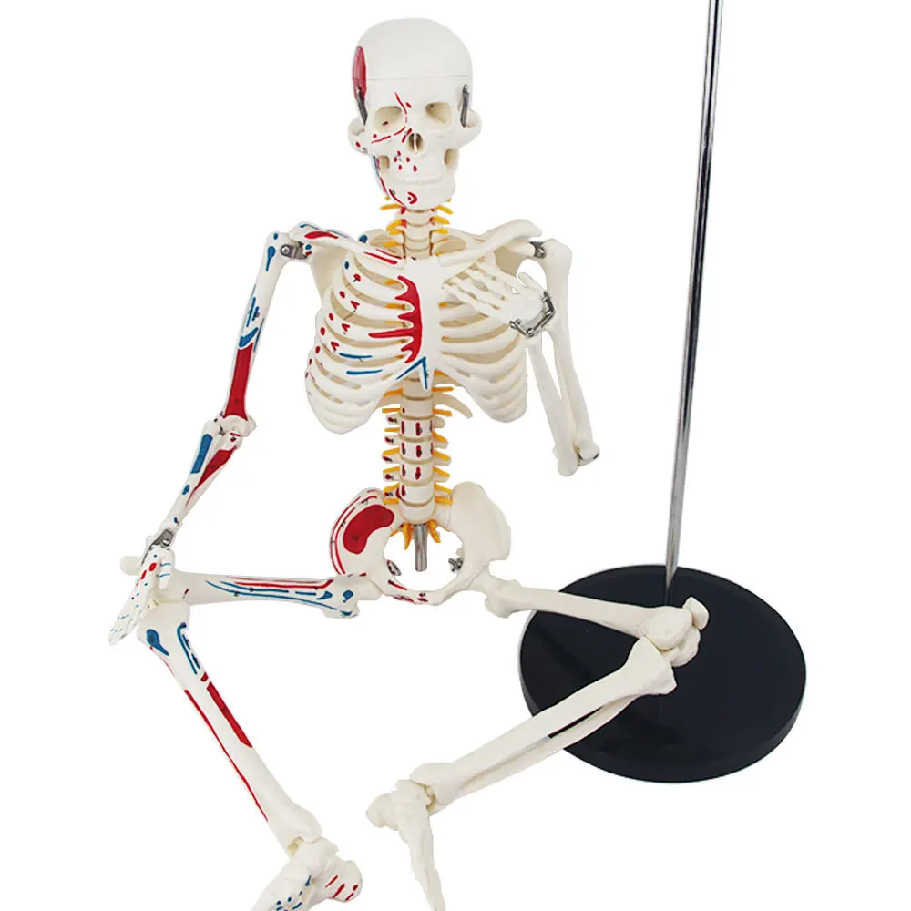 Modelo-anat-mico-de-esqueleto-humano-de-85cm-modelo-de-ensino-de ...