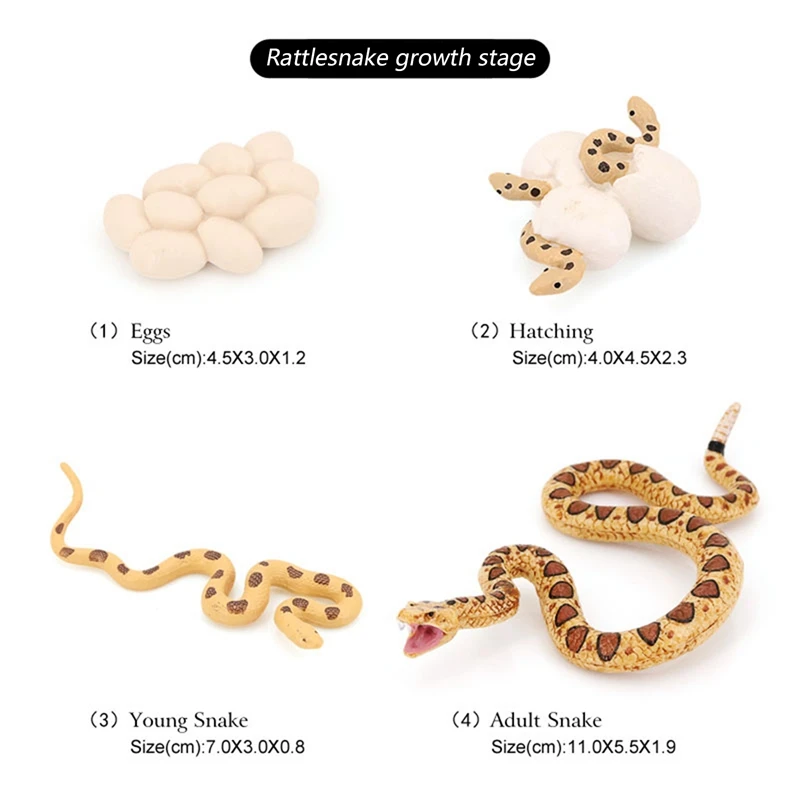 Life Cycle Of A Rattlesnake
