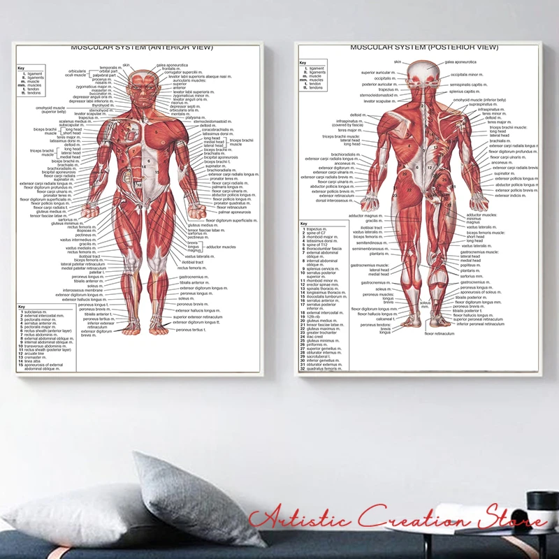 Anatomy Human Physiology | Poster Anatomy Physiology | Anatomy Wall ...