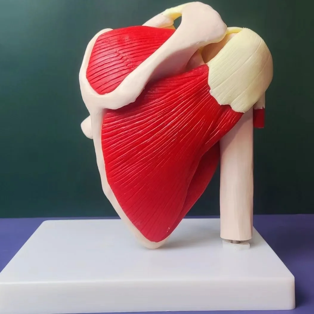 Human-Skeleton-Shoulder-Scapula-Clavicle-Muscle-Model-Functional-Joint ...