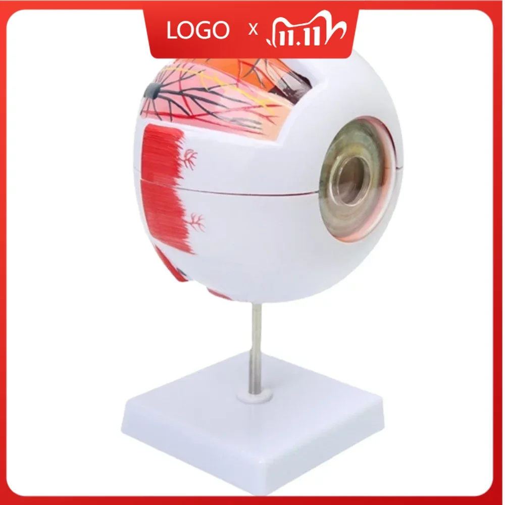 6X-Eyeball-Model-Anatomical-Eye-Model-Medical-Learning-and-Teaching ...