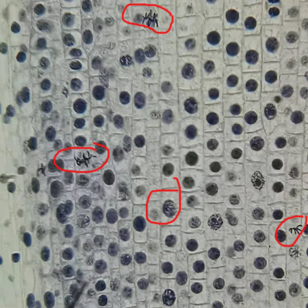 Onion Root Cells Under Microscope