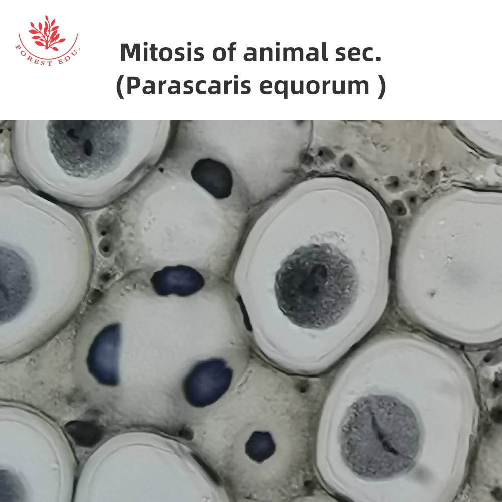 Animal Cell Mitosis Slides