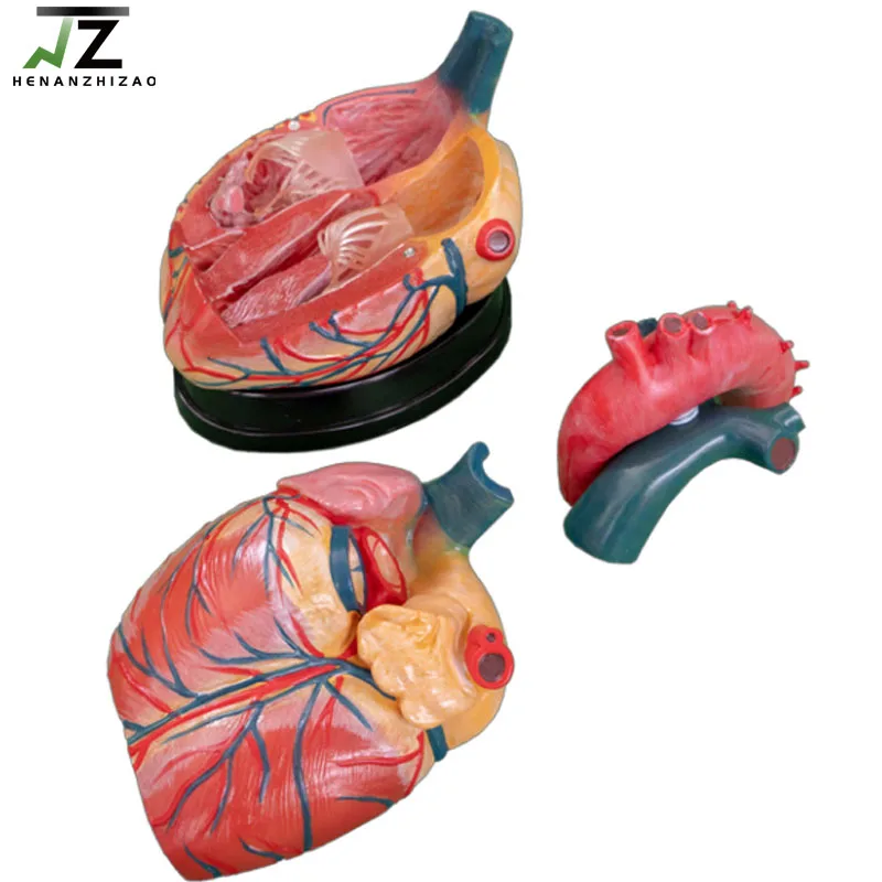 Medical Science Jumbo Human Heart Anatomical Model - buy at the price ...