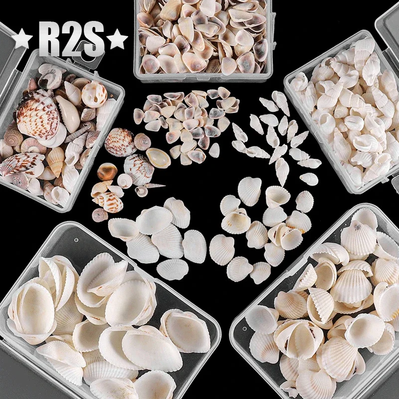 Natural-Mini-Conch-Mediterranean-1Bag-Interesting-Colored-Mixed-Real ...