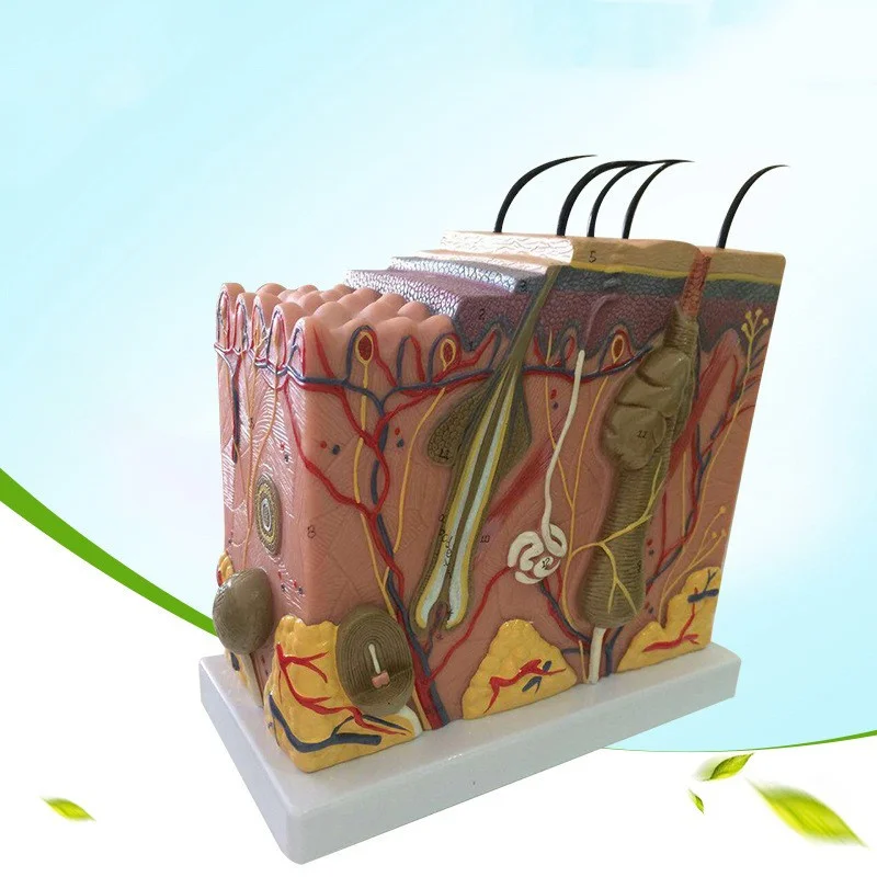 Human Skin and Hair Structure Enlarge Model Skin Layer Structure Model ...