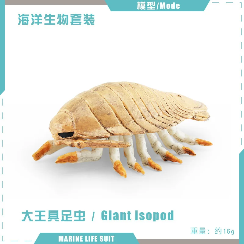 Giant Isopod Edible