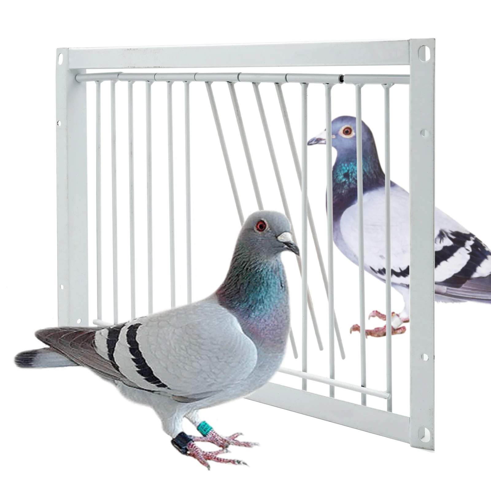 Pigeon Cages And Lofts