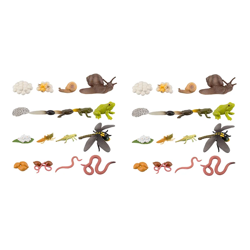 The Life Cycle of Tadpoles: A Complete Educational Journey for Kids and ...